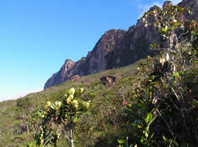 Tour Auyan Tepui Venezuela - Ottos Tours